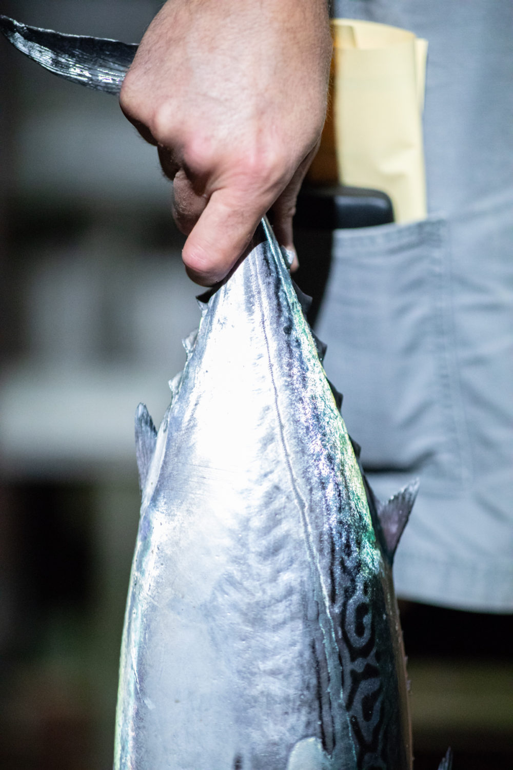 False Albacore Fly Fishing - Concord Carpenter